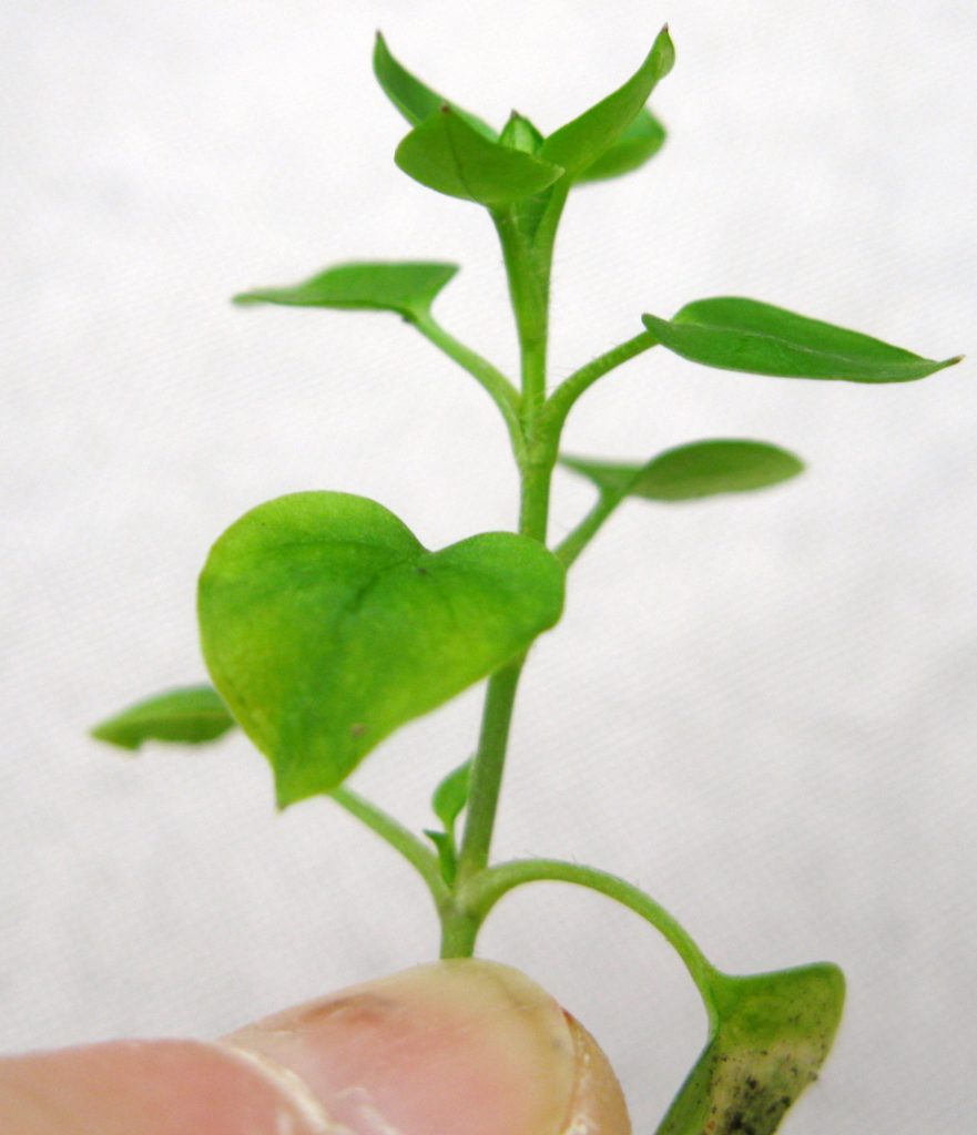 Chickweed, Common - Wildfoods 4 Wildlife