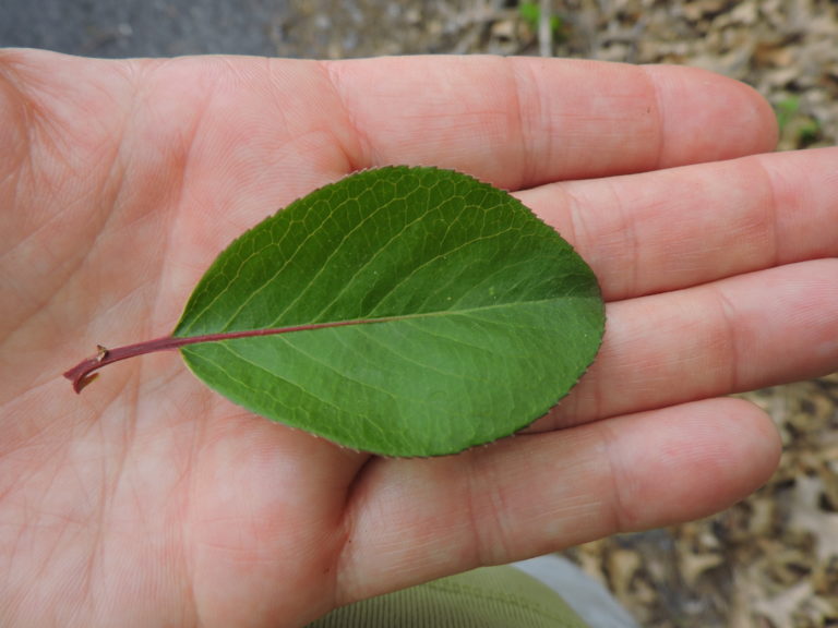 Blackhaw - Wildfoods 4 Wildlife