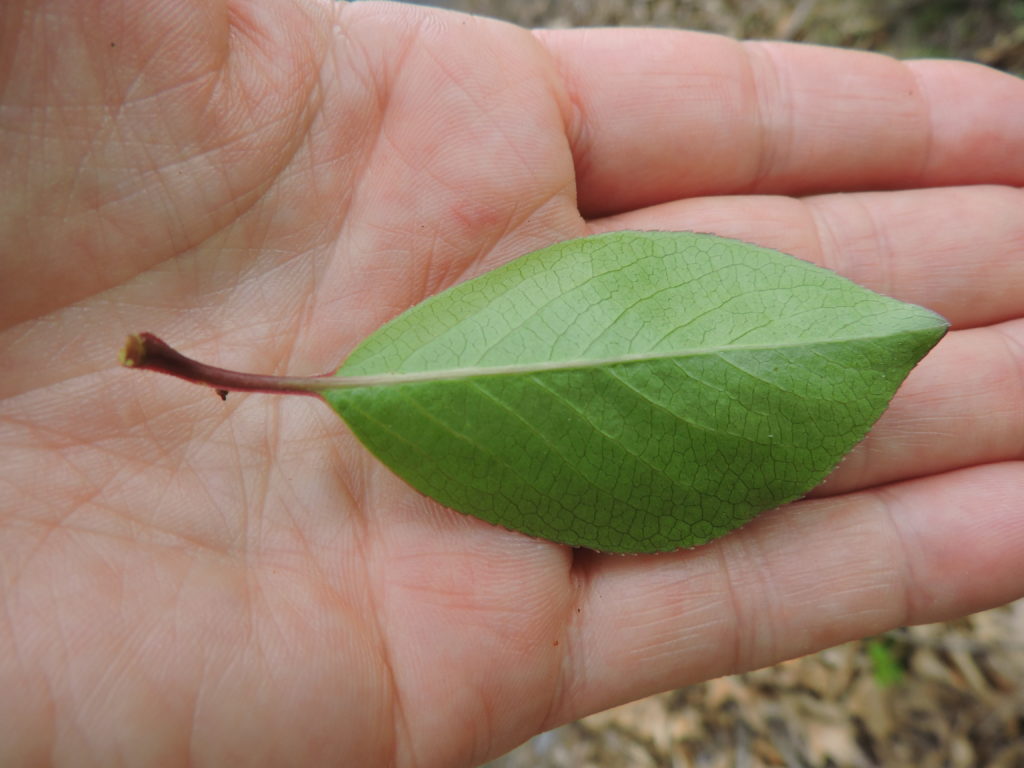 Blackhaw - Wildfoods 4 Wildlife