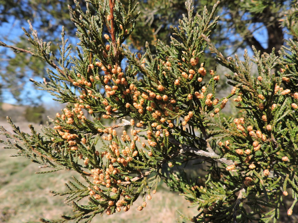 Redcedar, Eastern - Wildfoods 4 Wildlife
