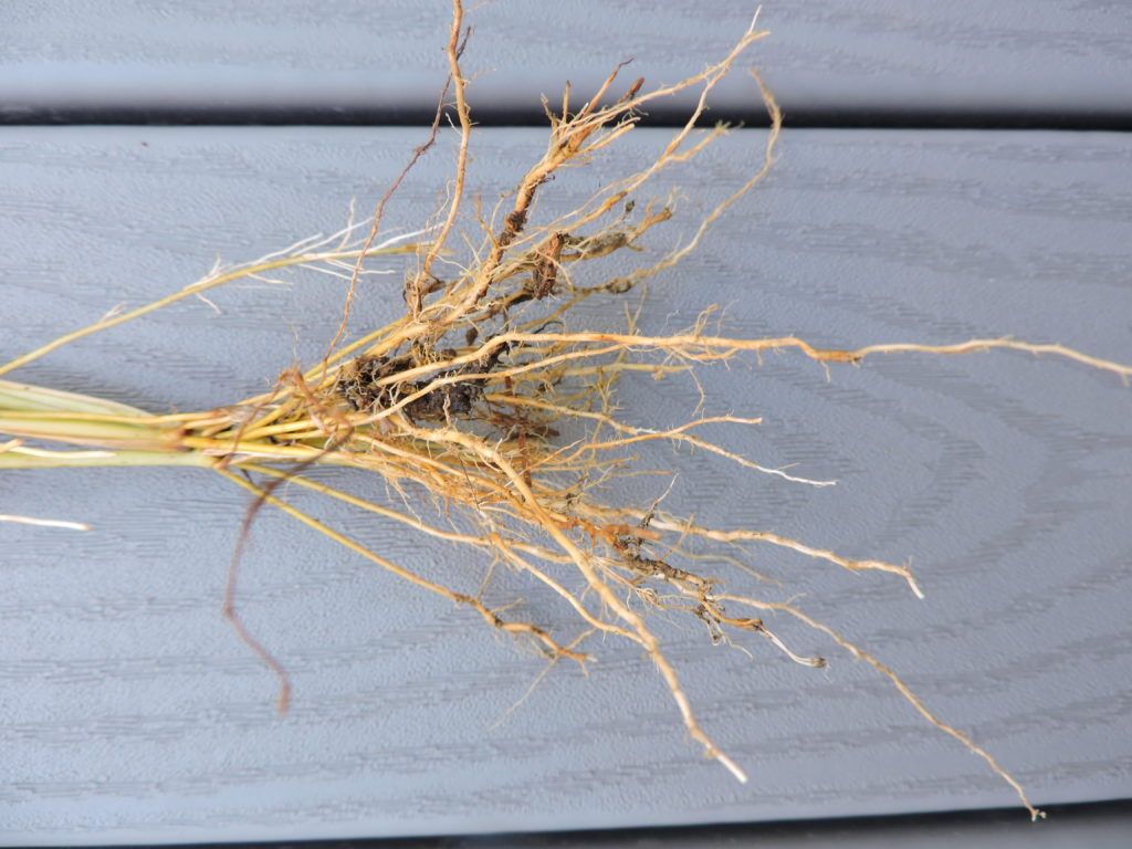 Bristlegrass, Nodding - Wildfoods 4 Wildlife