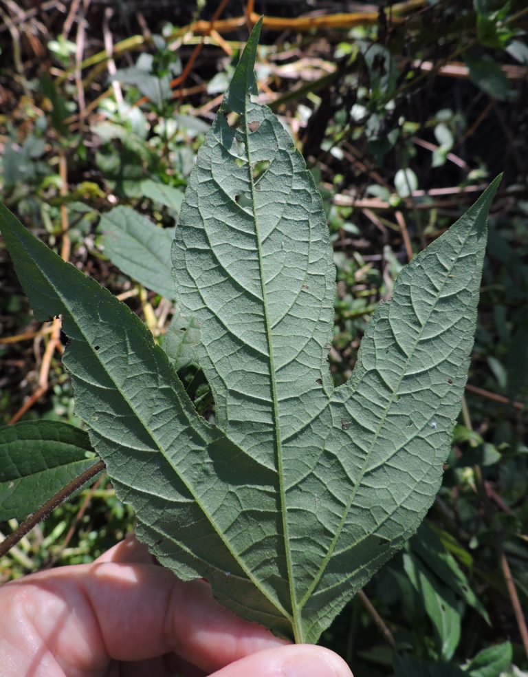 Ragweed, Common - Wildfoods 4 Wildlife