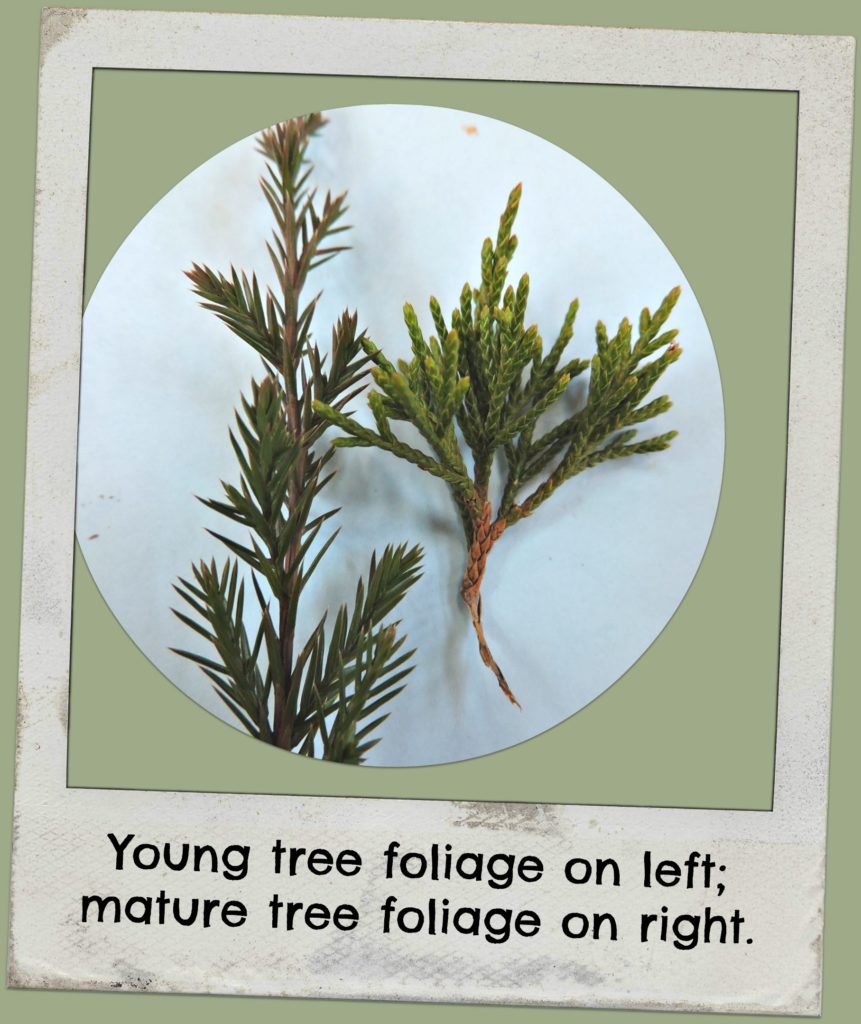 Redcedar, Eastern - Wildfoods 4 Wildlife