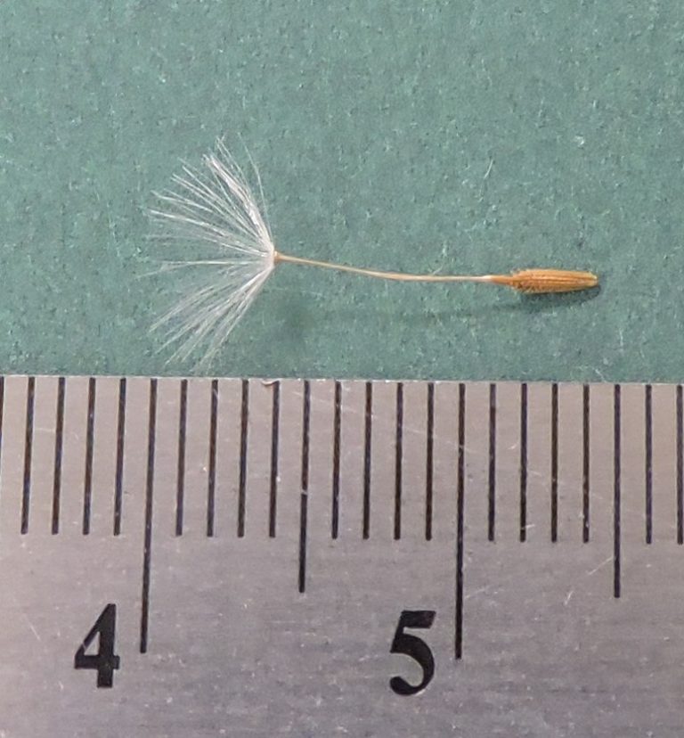 Dandelion, Common - Wildfoods 4 Wildlife