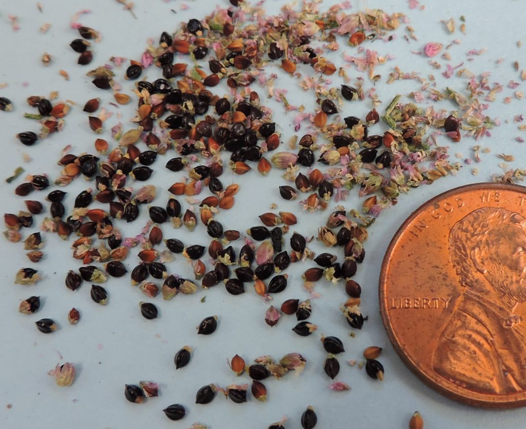 75 Favorite Seeds - Wildfoods 4 Wildlife