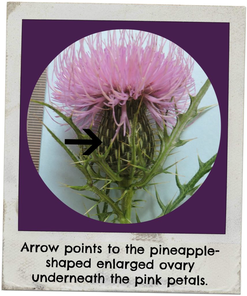 Thistle, Field - Wildfoods 4 Wildlife