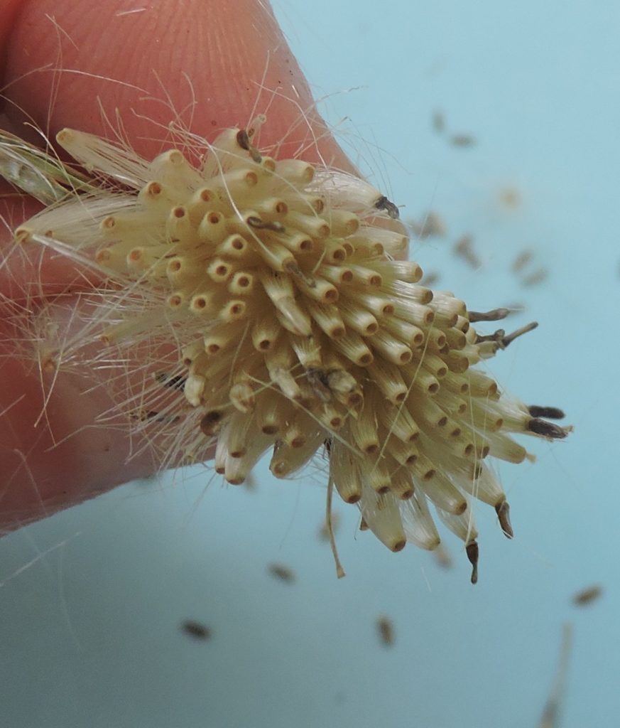 Thistle, Field - Wildfoods 4 Wildlife