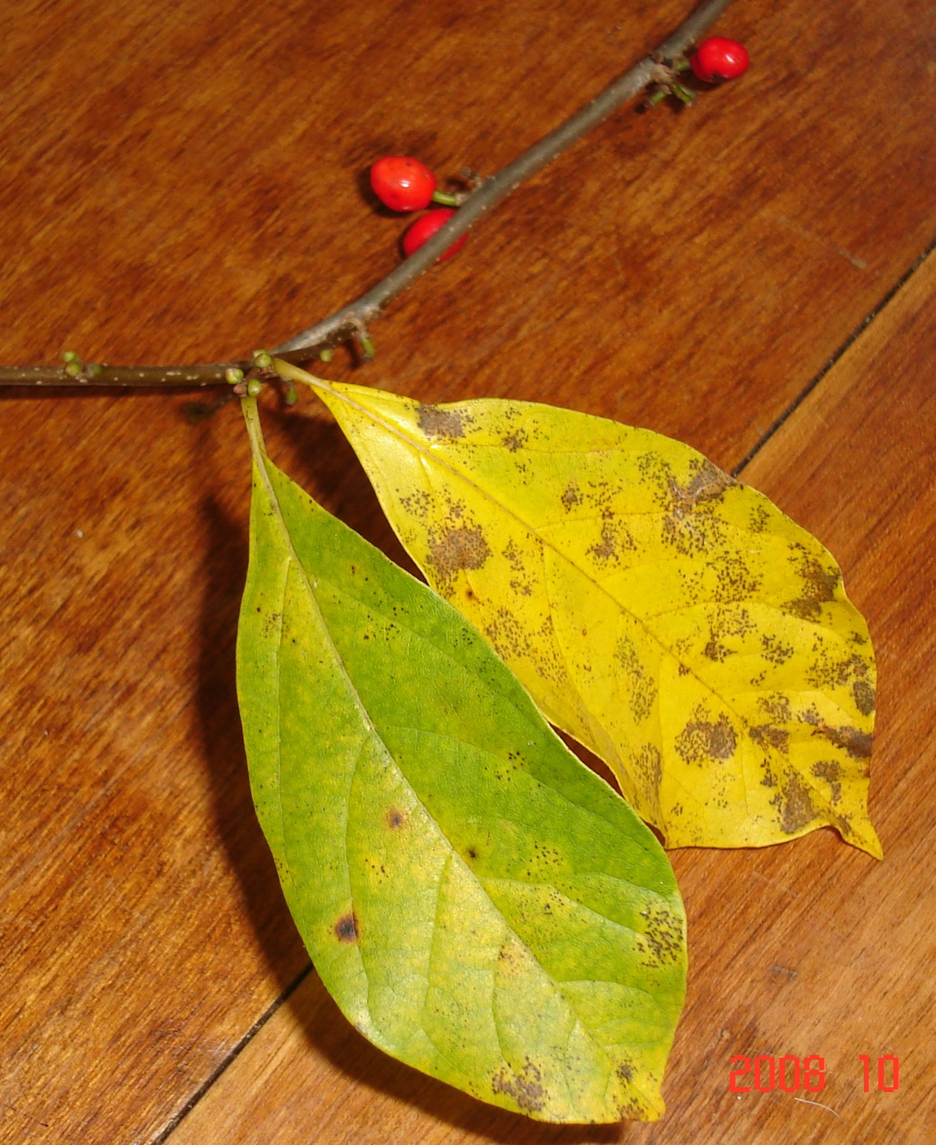 Spicebush, Common - Wildfoods 4 Wildlife
