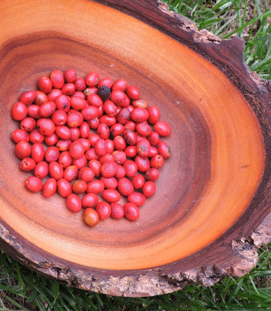 Spicebush, Common - Wildfoods 4 Wildlife