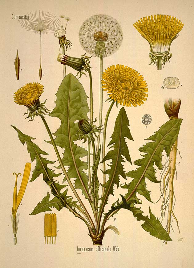 Dandelion, Common - Wildfoods 4 Wildlife