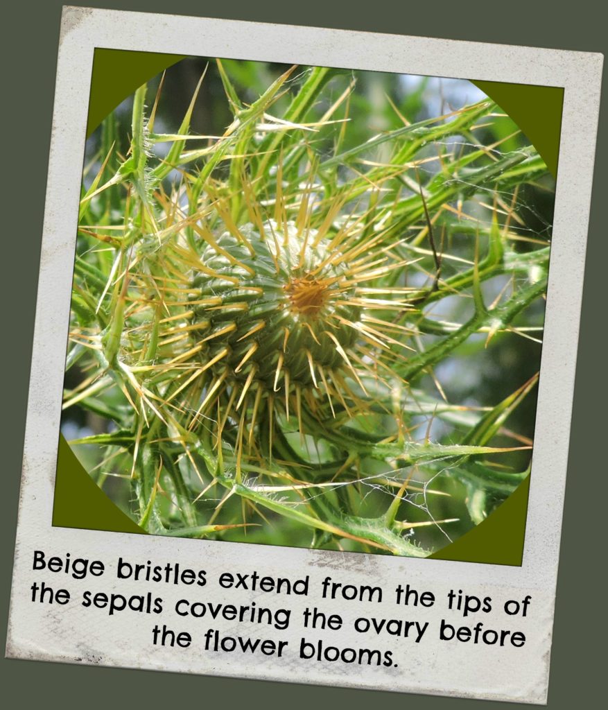 Thistle, Field - Wildfoods 4 Wildlife
