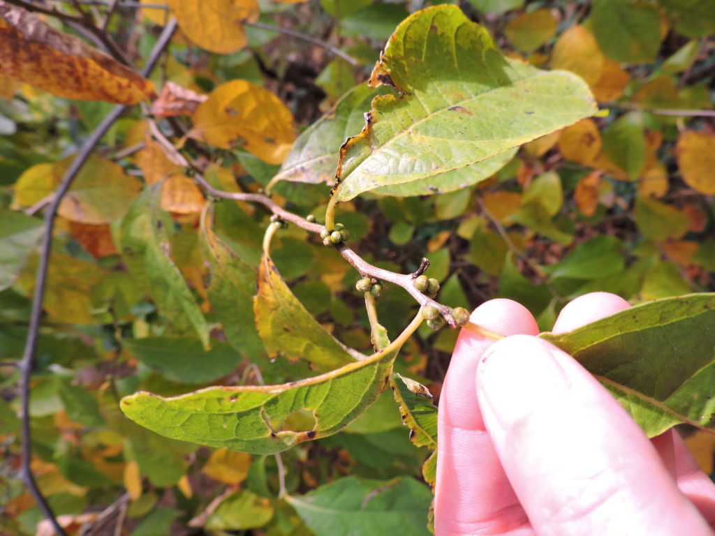 spicebush BRCC 2 - Wildfoods 4 Wildlife