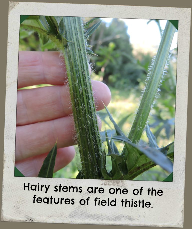 Thistle, Field - Wildfoods 4 Wildlife