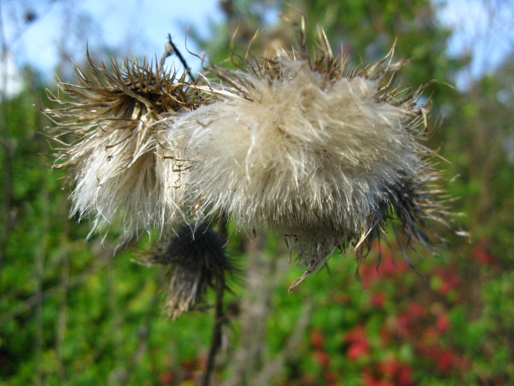 Thistle, Field - Wildfoods 4 Wildlife