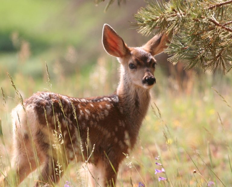 For the Fawns - Wildfoods 4 Wildlife