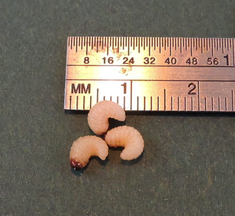 About Acorns - Wildfoods 4 Wildlife