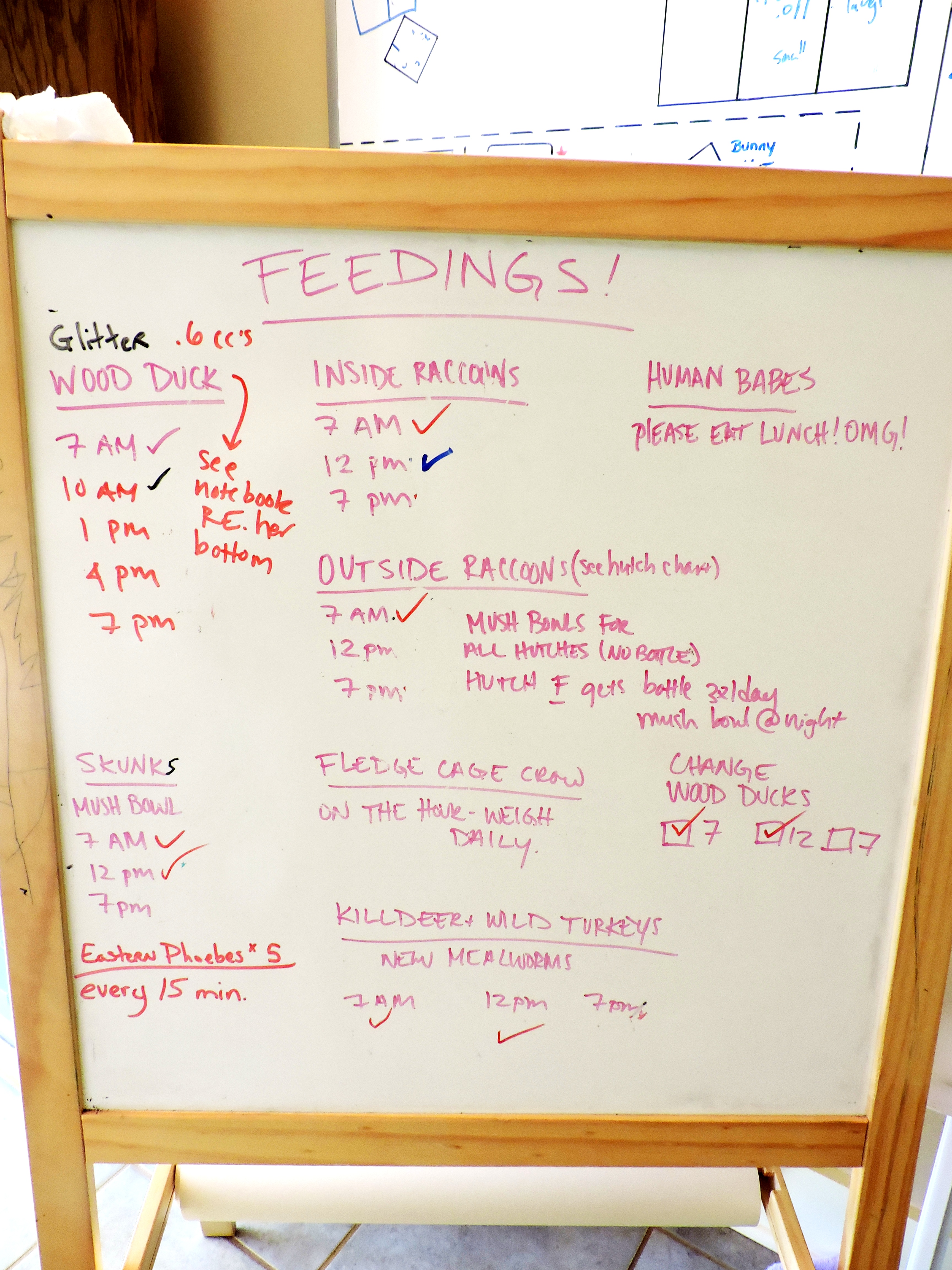 RWS feeding board 2 better - Wildfoods 4 Wildlife