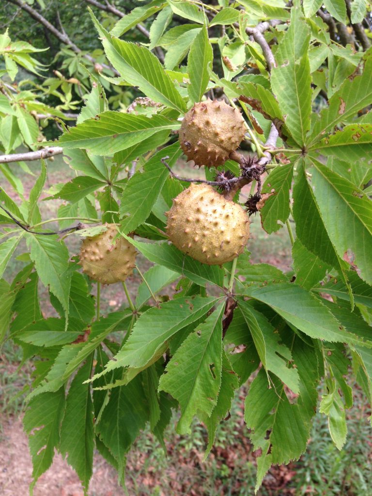Chestnut, Chinese - Wildfoods 4 Wildlife