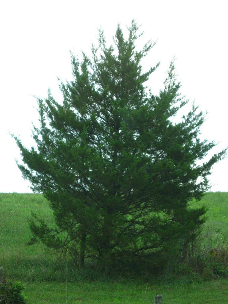 Red Cedar profile - Wildfoods 4 Wildlife